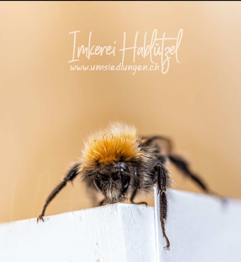 Faszinierende Wildbienen Bilder: Eine Galerie Der Natur