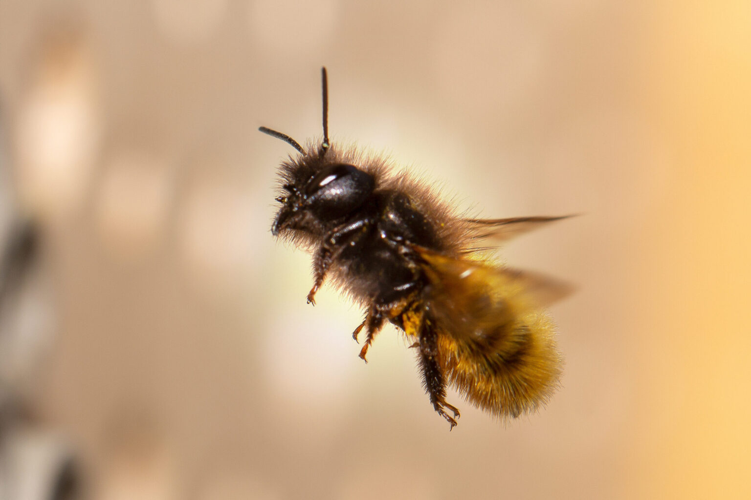 Faszinierende Wildbienen Bilder: Eine Galerie Der Natur